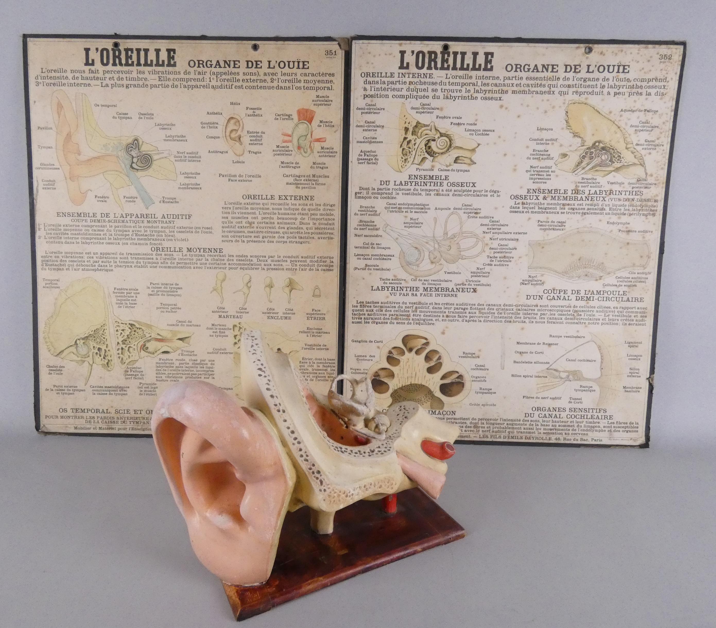 Objet : Ecorché d'oreille en coupe partielle (pt ecl) sur socle en bois ...